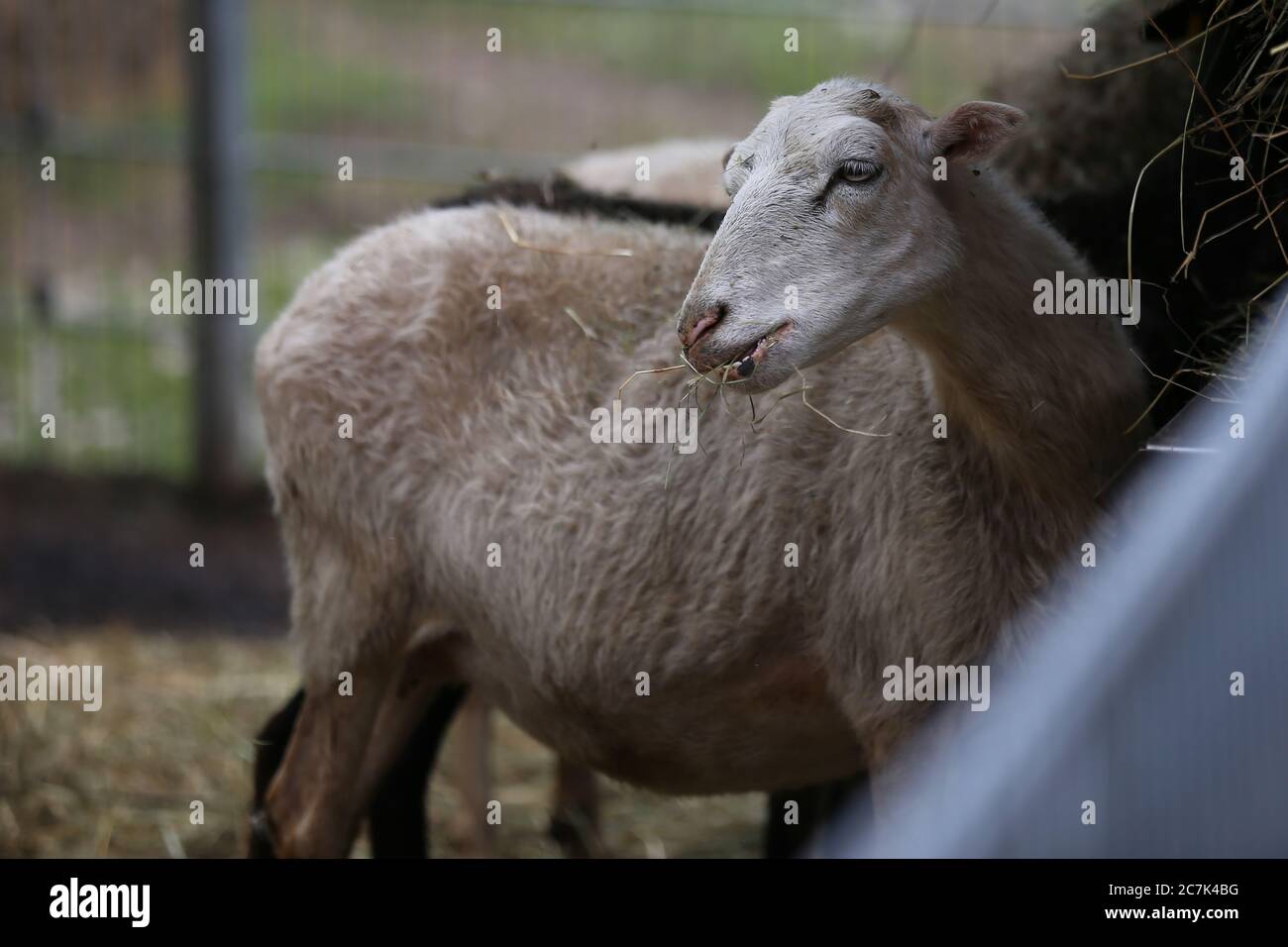 Ram feeder hi-res stock photography and images - Alamy