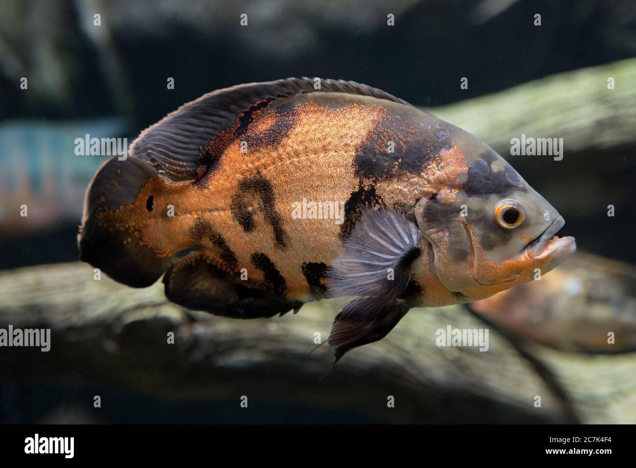 Astronotus hi-res stock photography and images - Alamy