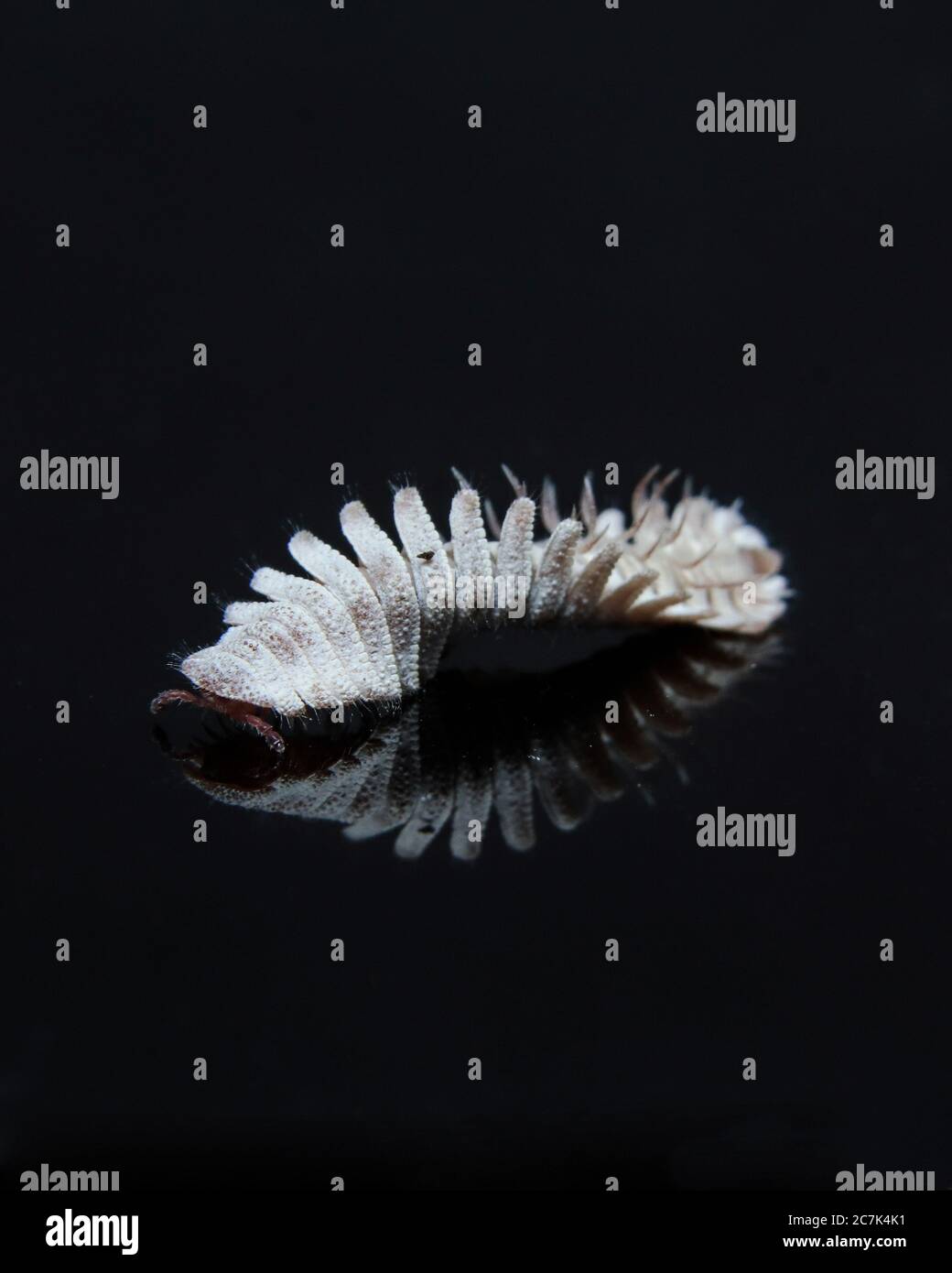 Big millipede hi-res stock photography and images - Alamy