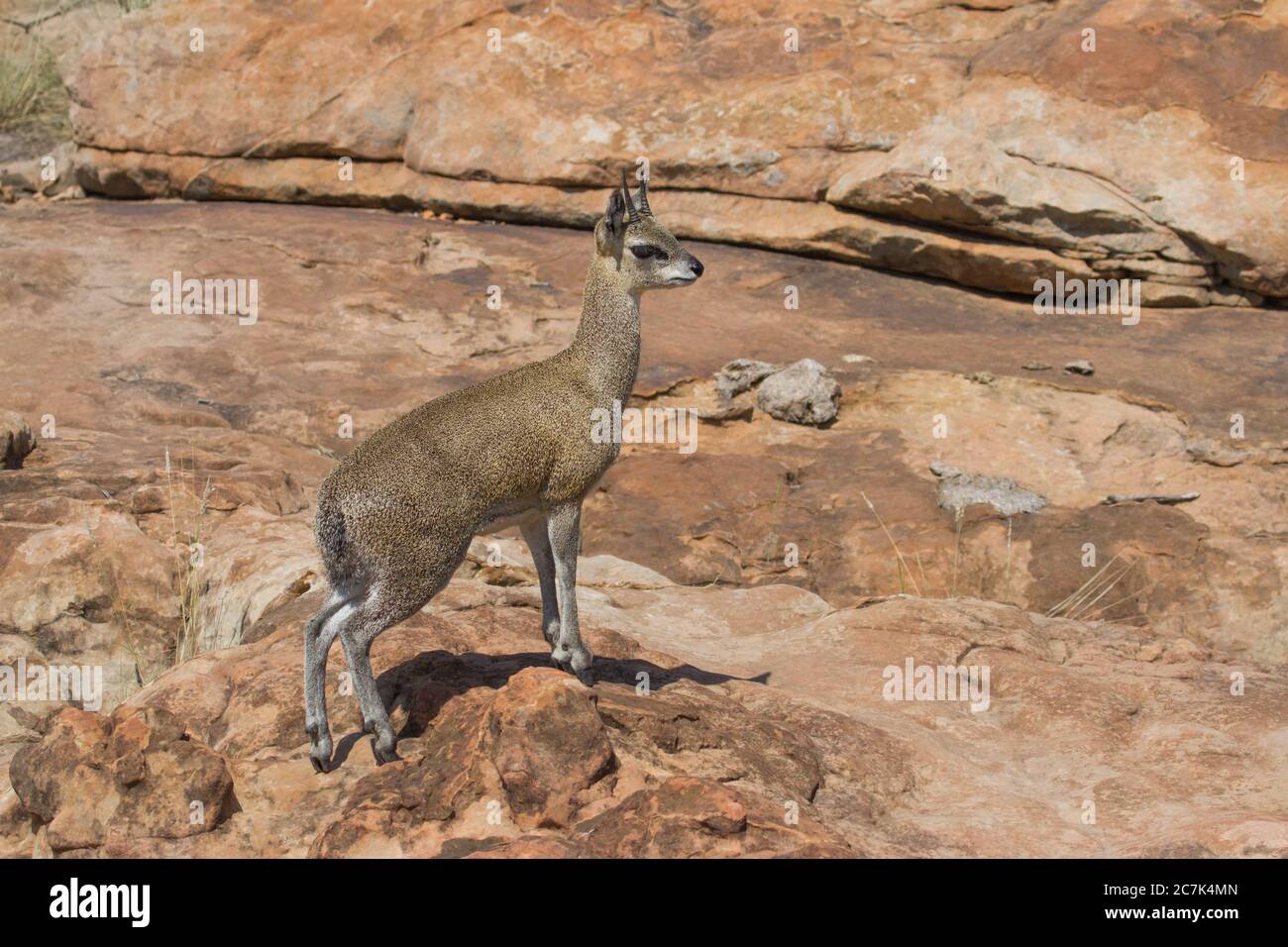 Klipspringer Hooves