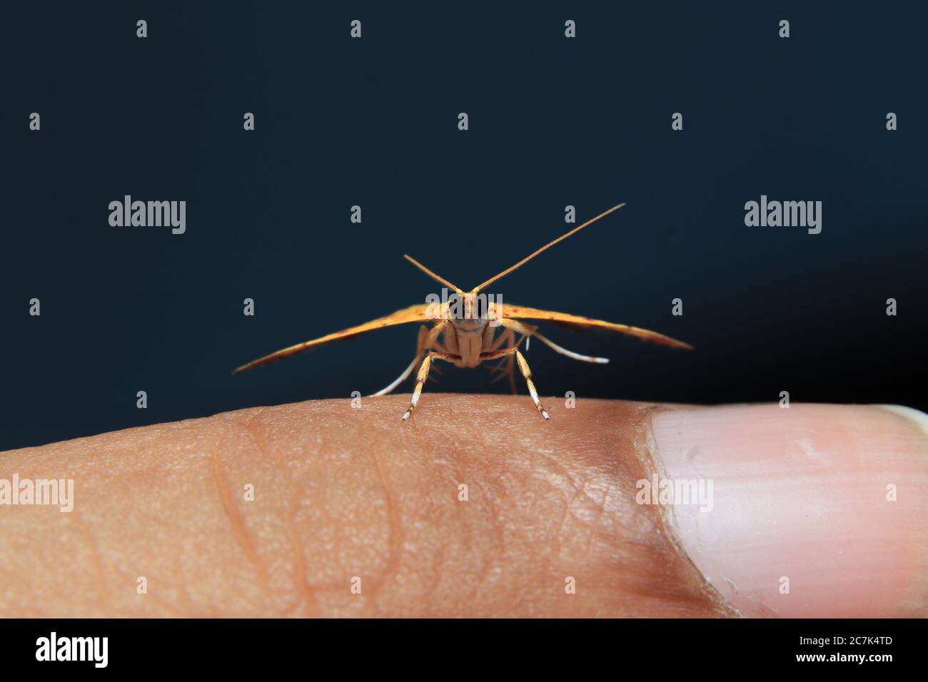 little colorfull Isocentris filalis moth on finger Stock Photo - Alamy