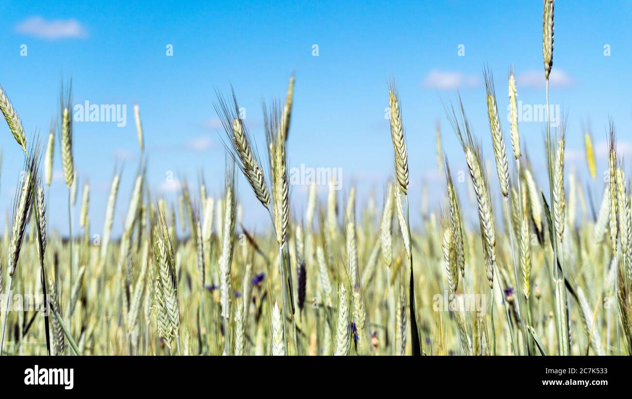 Young spring wheat hi-res stock photography and images - Alamy
