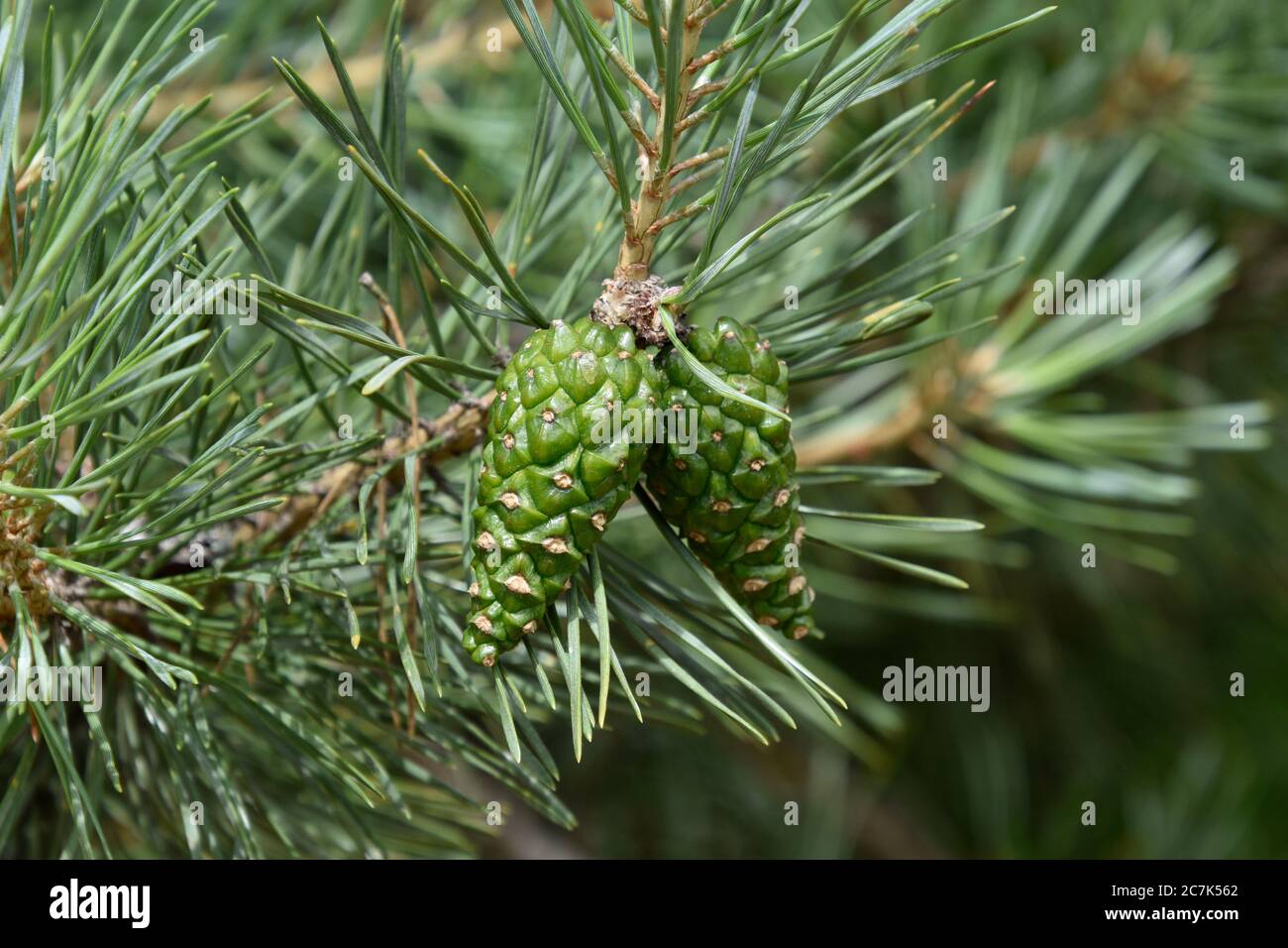 Green pine cones hi-res stock photography and images - Alamy