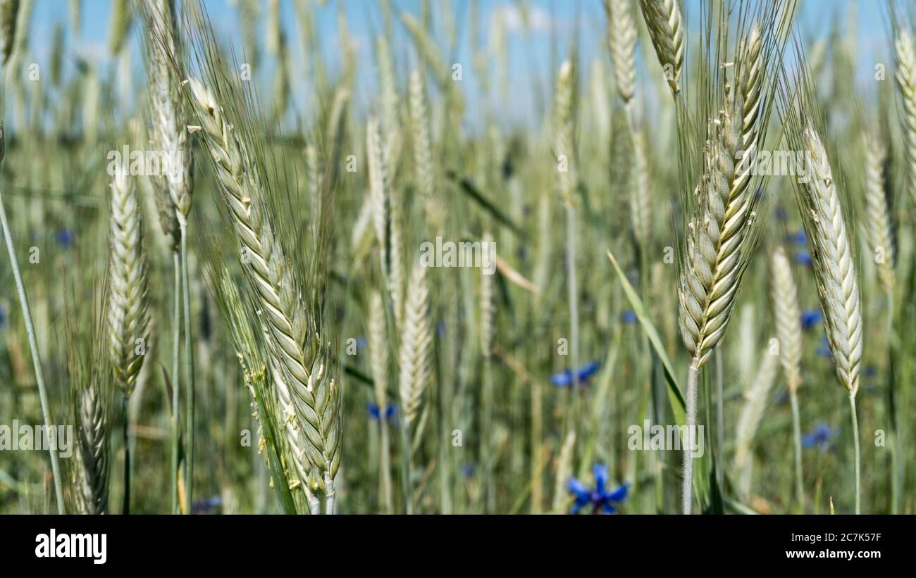 young shoots of wheat on a green field Stock Photo - Alamy
