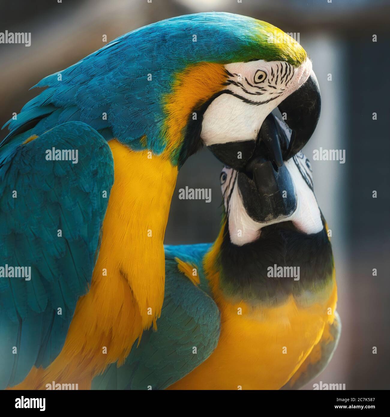Cute kissing blue-and-yellow macaws, Ara ararauna Stock Photo - Alamy