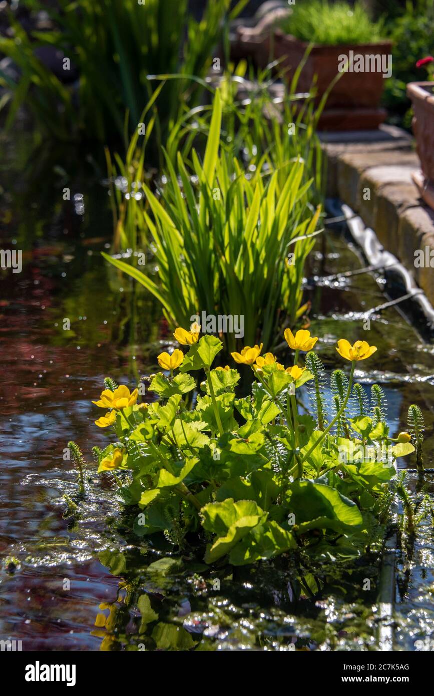 Marsh Marigold, Caltha palustris Stock Photo - Alamy