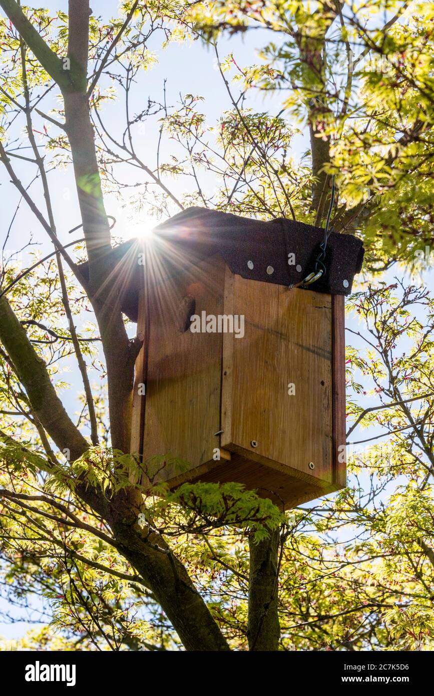 Shrub nesting hi-res stock photography and images - Alamy