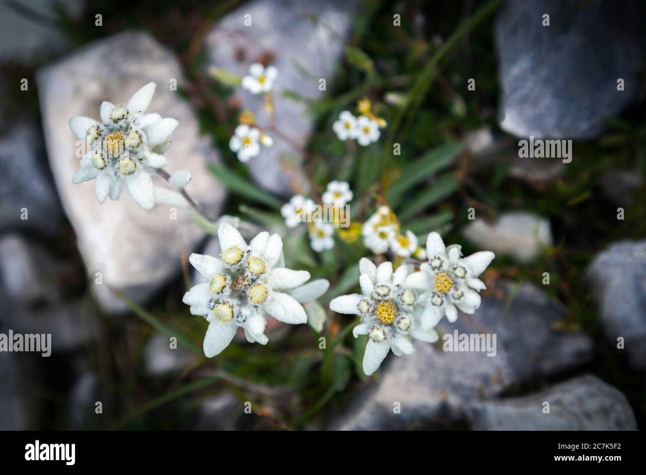 Edelweiss (Leontopodium alpinum) in bloom, Dolomites, North Italy ...