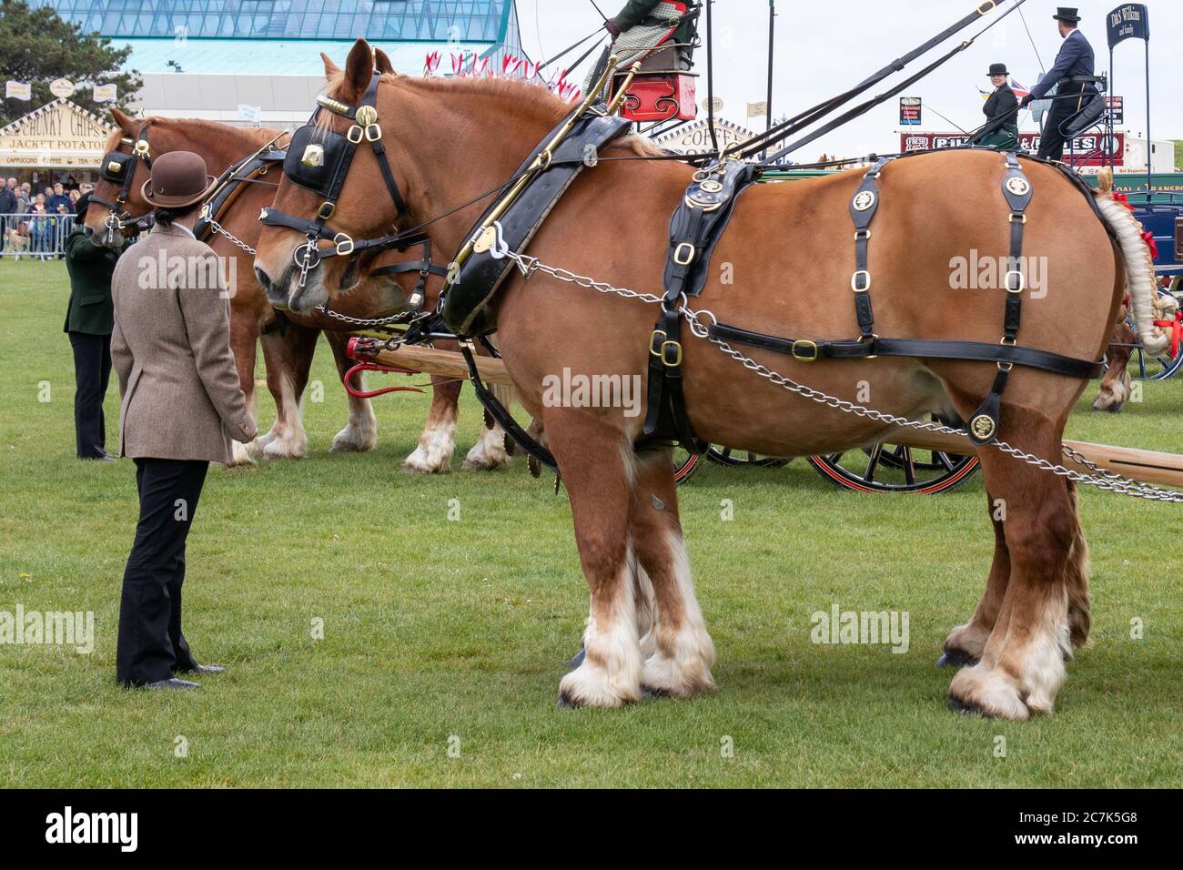 A horse in reins and a bridle at a cart pulling horse show the horse is ...