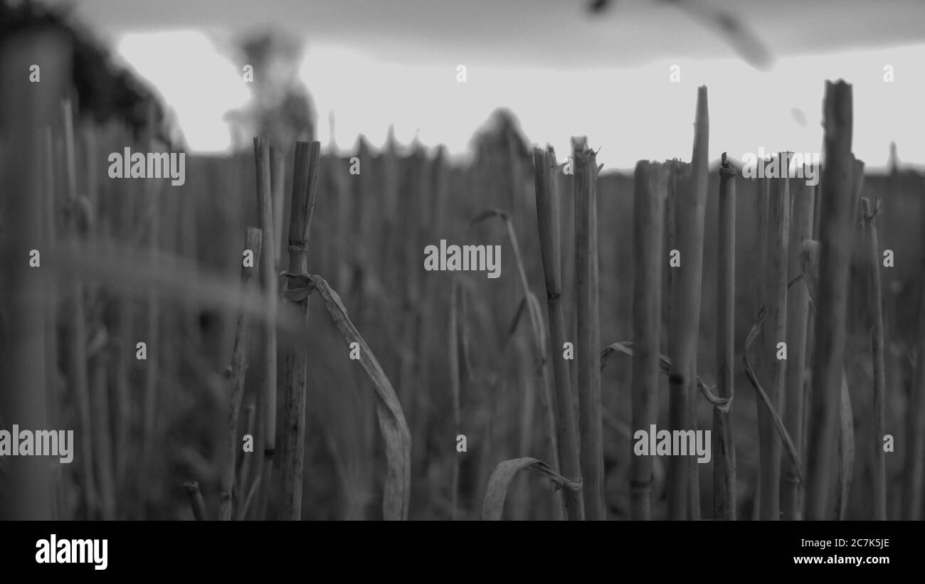 Dead grass under tree Black and White Stock Photos & Images - Alamy