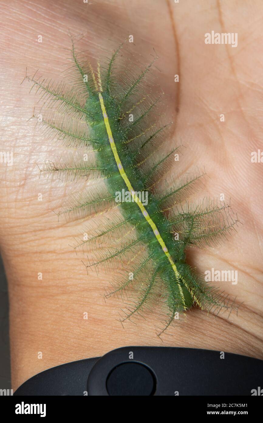 Larvae on mango hi-res stock photography and images - Alamy