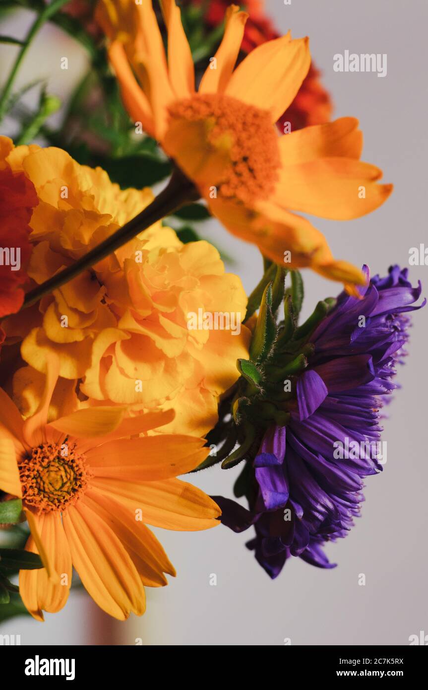 Violet marigold flower hi-res stock photography and images - Alamy