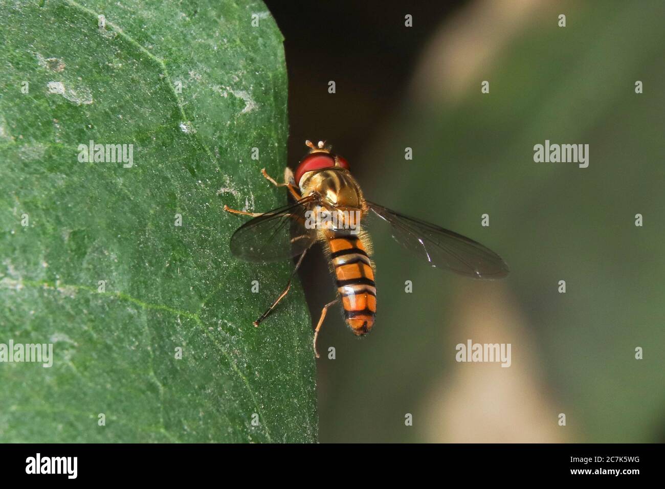 Episyrphus balteatus white background hi-res stock photography and ...