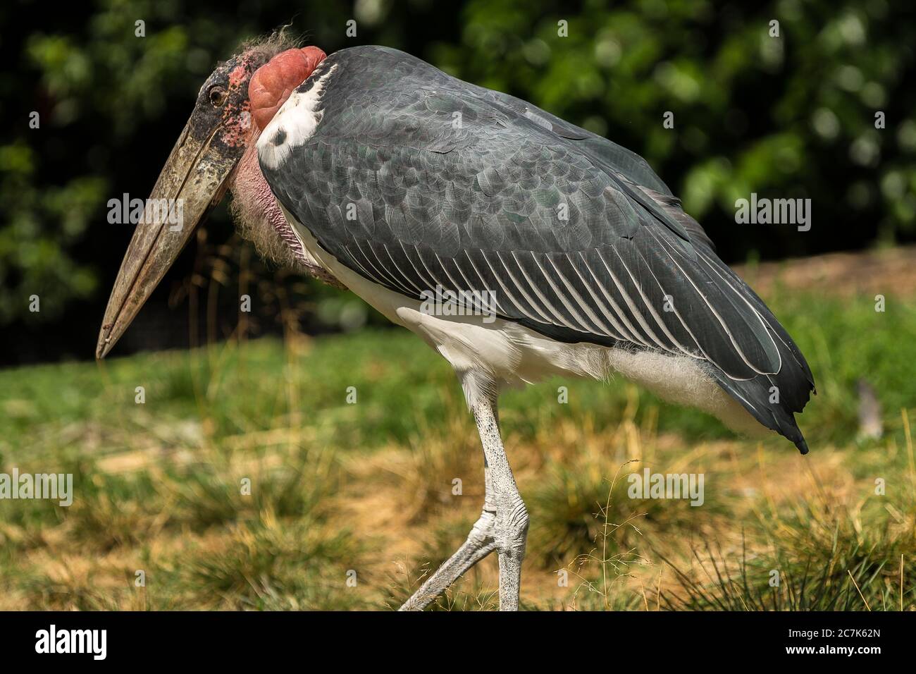 Marabou stork walking grassy field hi-res stock photography and images ...