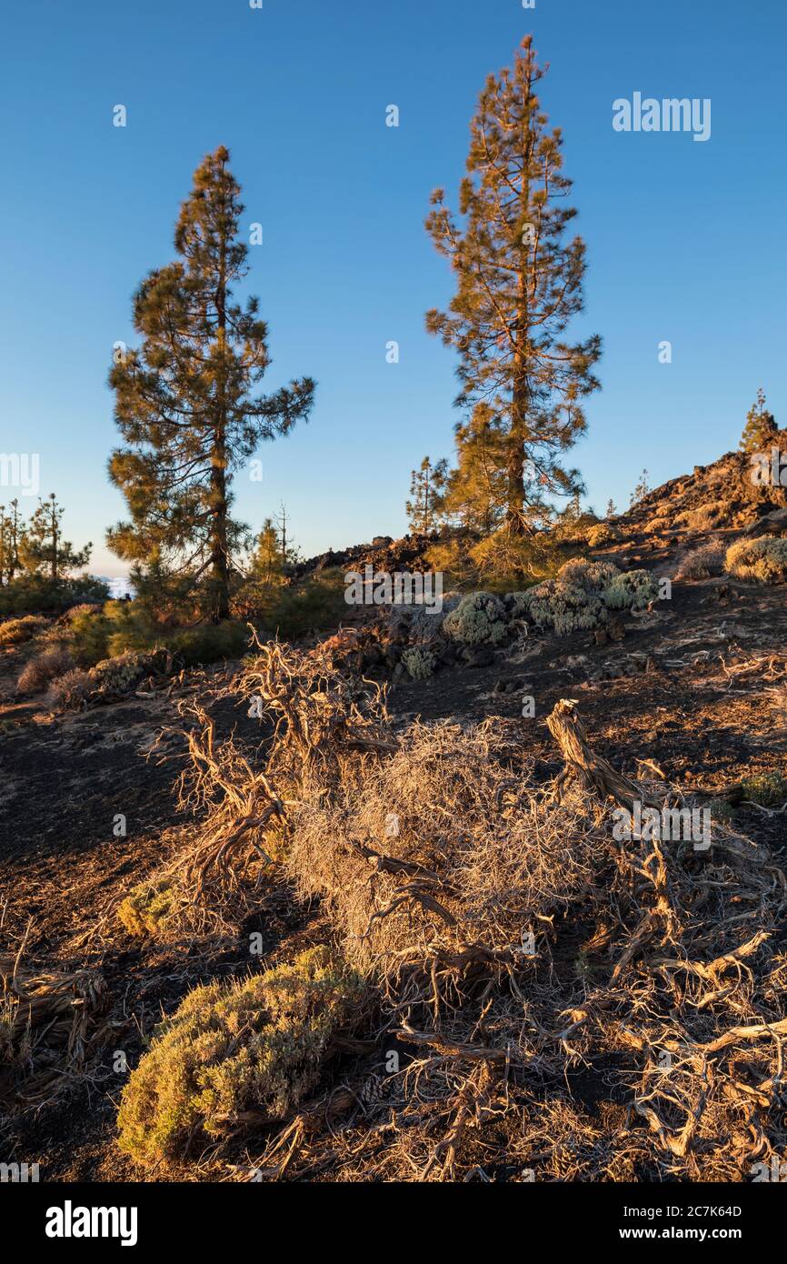 Canary island pines pinus canariensis hi-res stock photography and ...