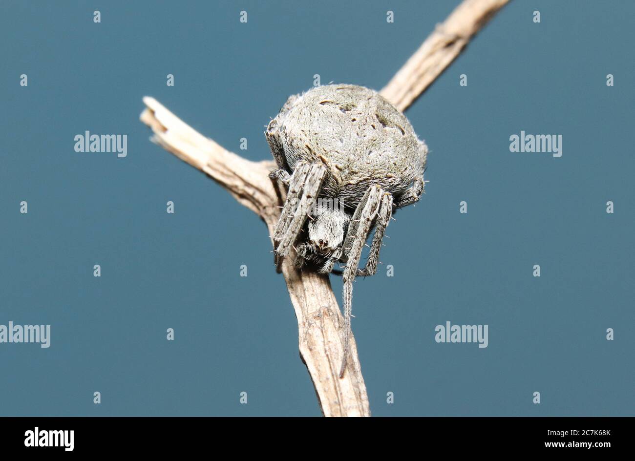 spotted ord Weaver spider (Neoscona Stock Photo - Alamy