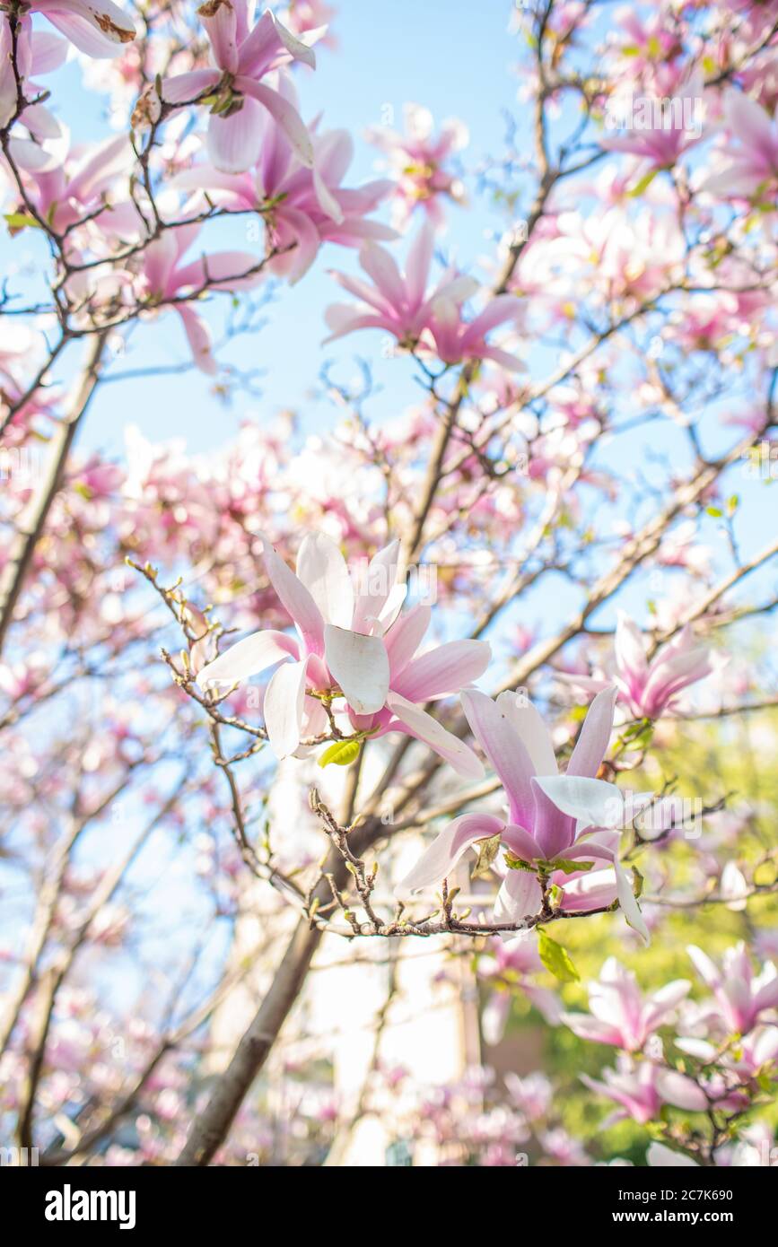 Light pink magnolia tree in bloom Stock Photo - Alamy