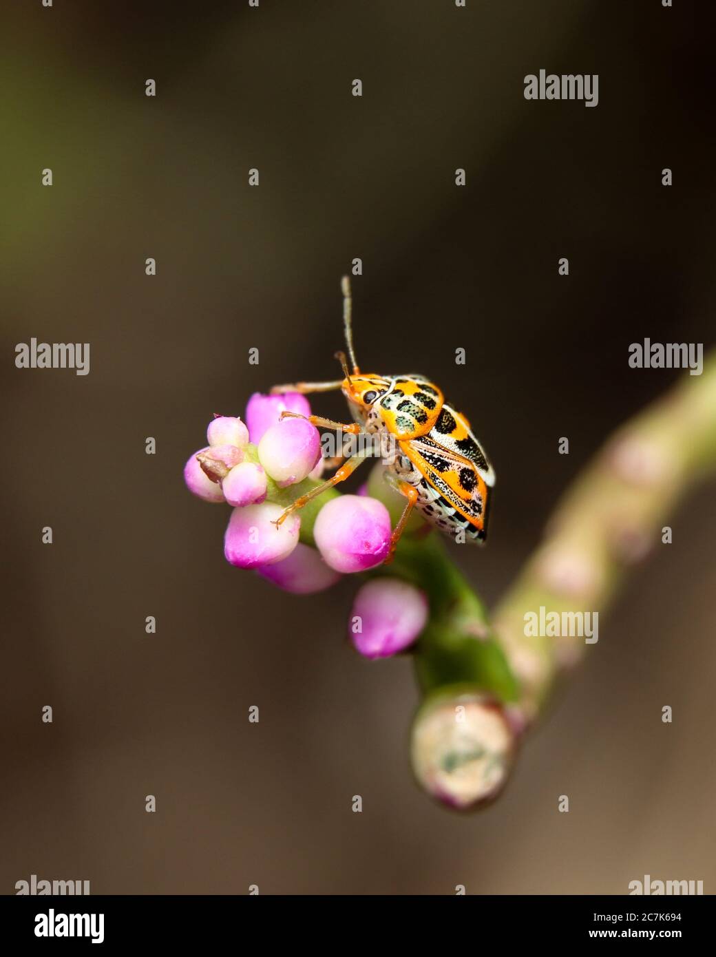 Hemipterans hi-res stock photography and images - Alamy