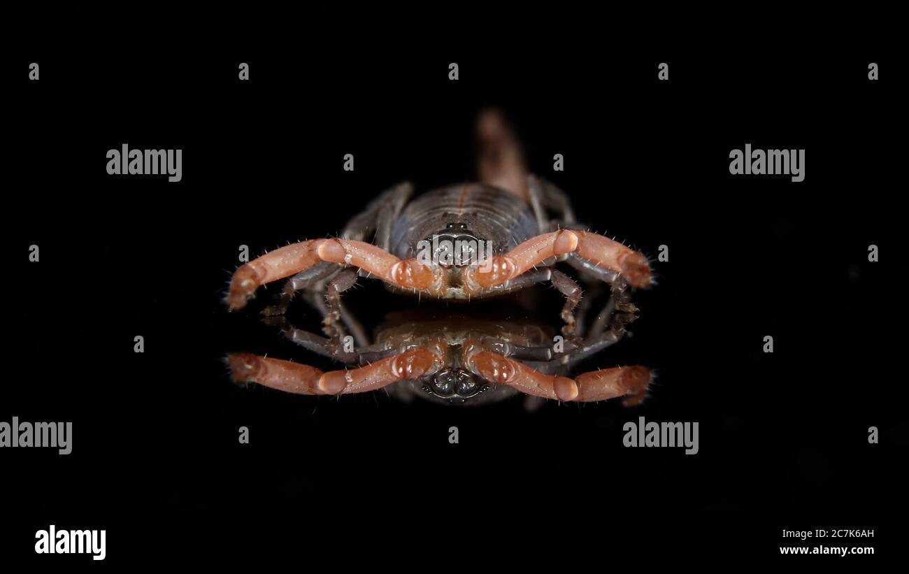 scorpion (Lychas tricarinatus) front view Stock Photo - Alamy