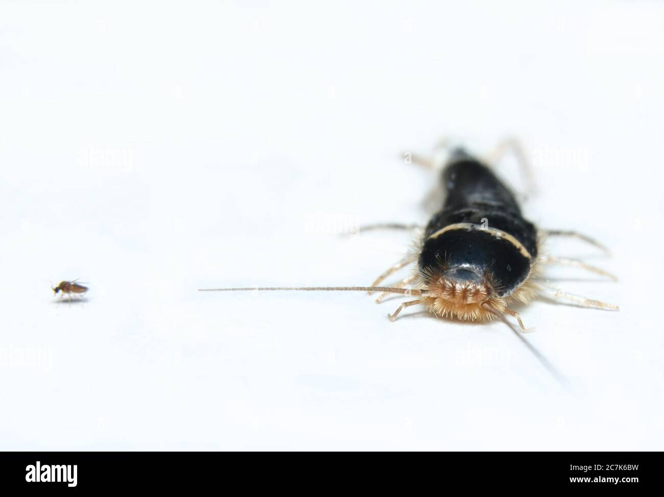 silverfish (Lepisma saccharina) front view Stock Photo - Alamy
