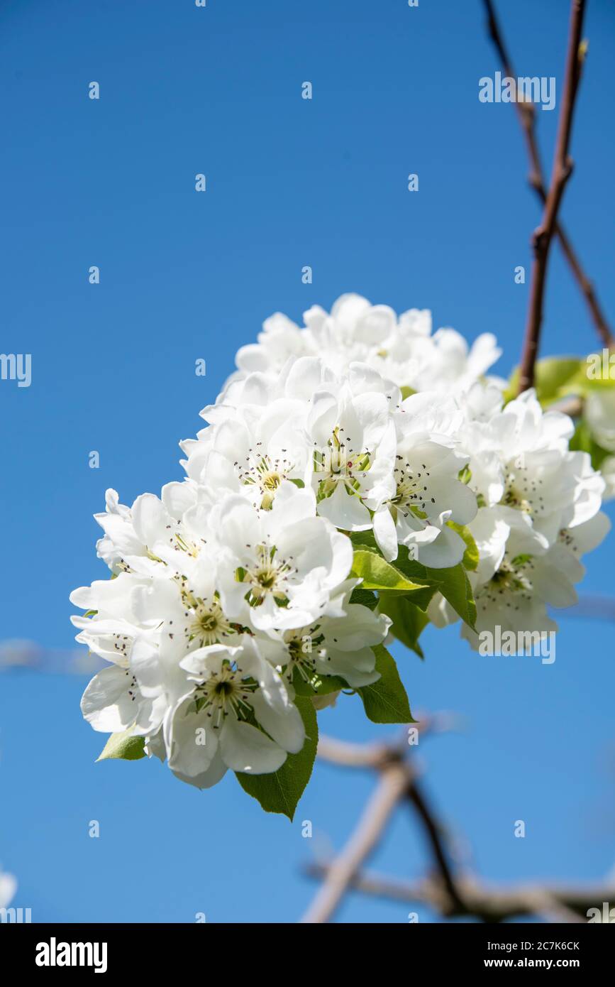 blooming fruit trees in spring Stock Photo - Alamy