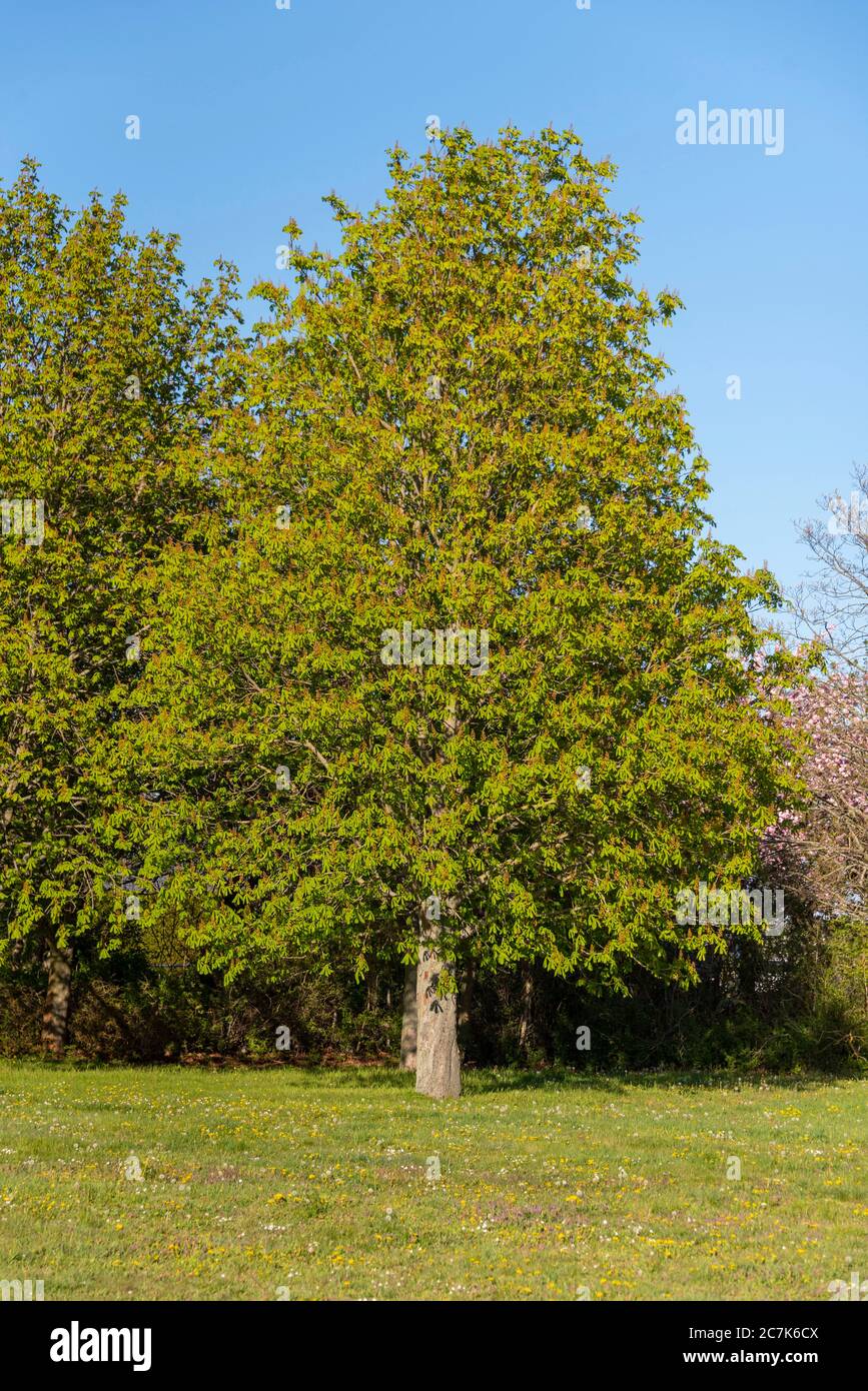 Spanish chestnuts tree hi-res stock photography and images - Alamy