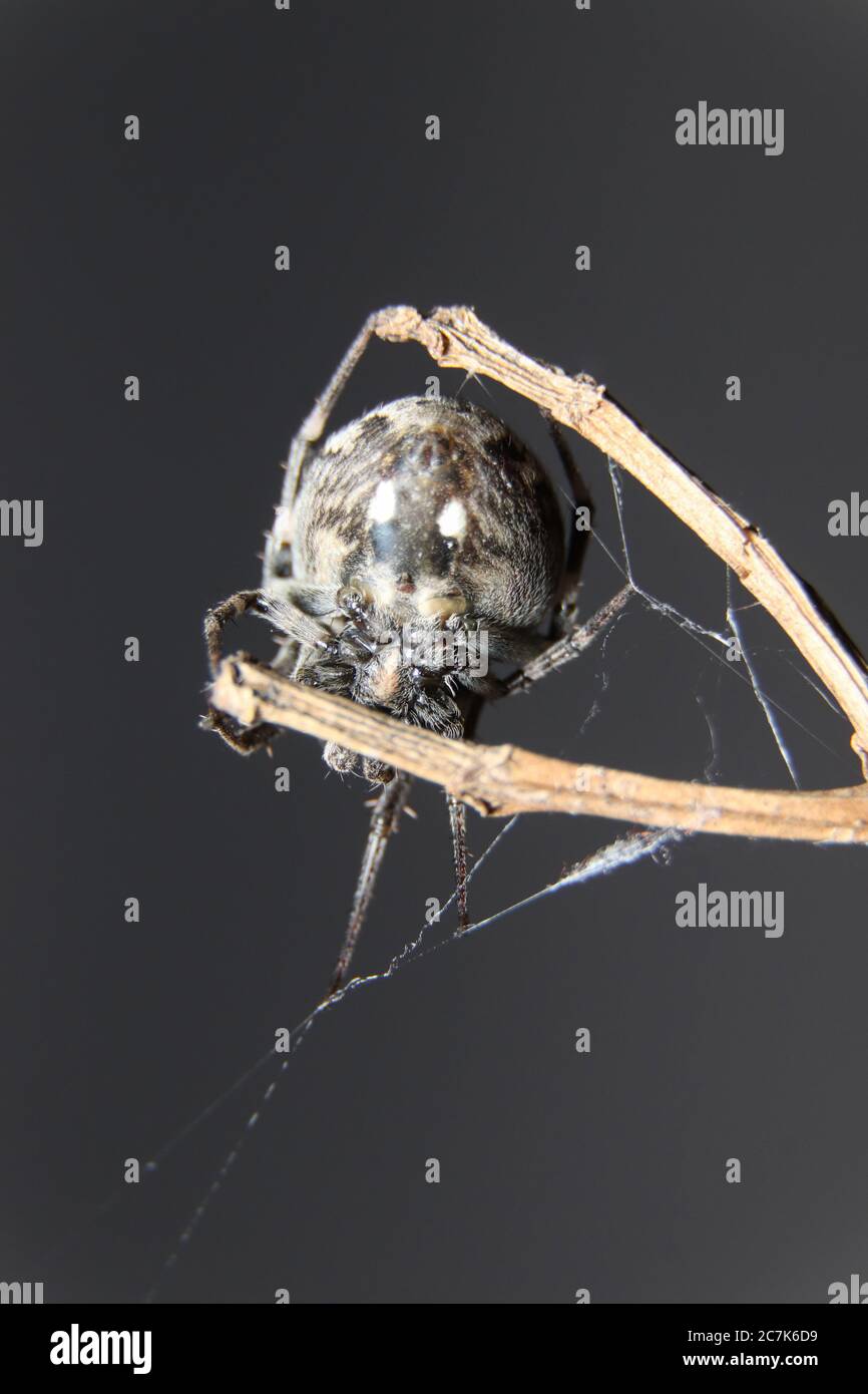 spotted ord Weaver spider (Neoscona Stock Photo - Alamy