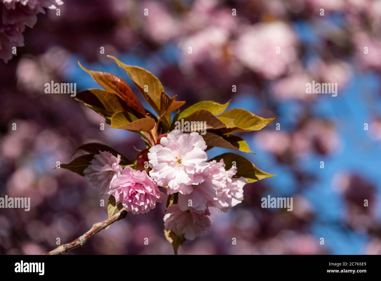 Japanese trees hi-res stock photography and images - Alamy
