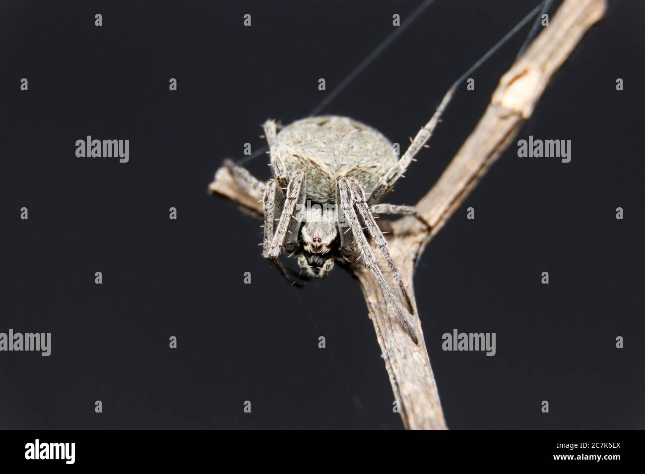 spotted ord Weaver spider (Neoscona Stock Photo - Alamy