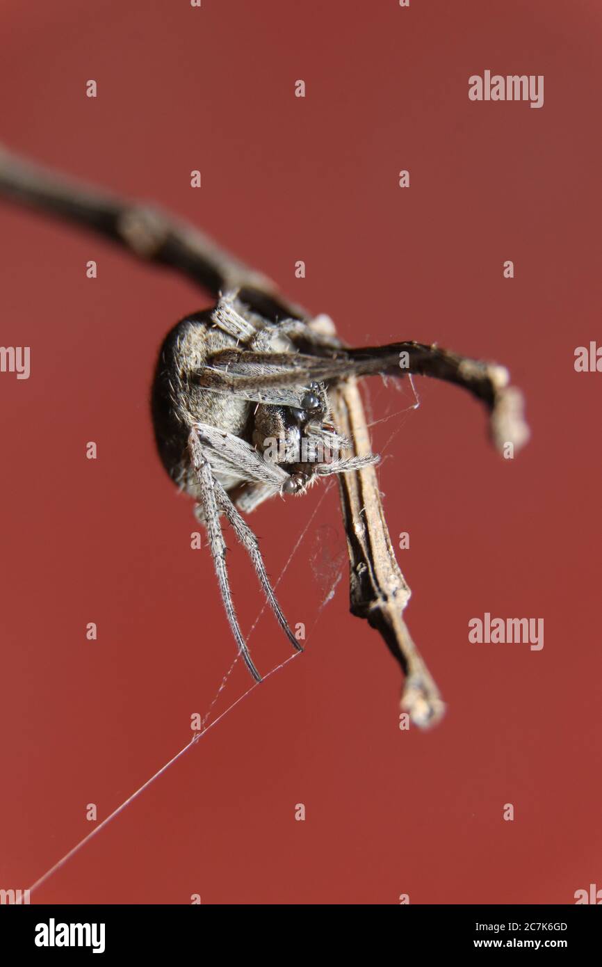 spotted ord Weaver spider (Neoscona Stock Photo - Alamy