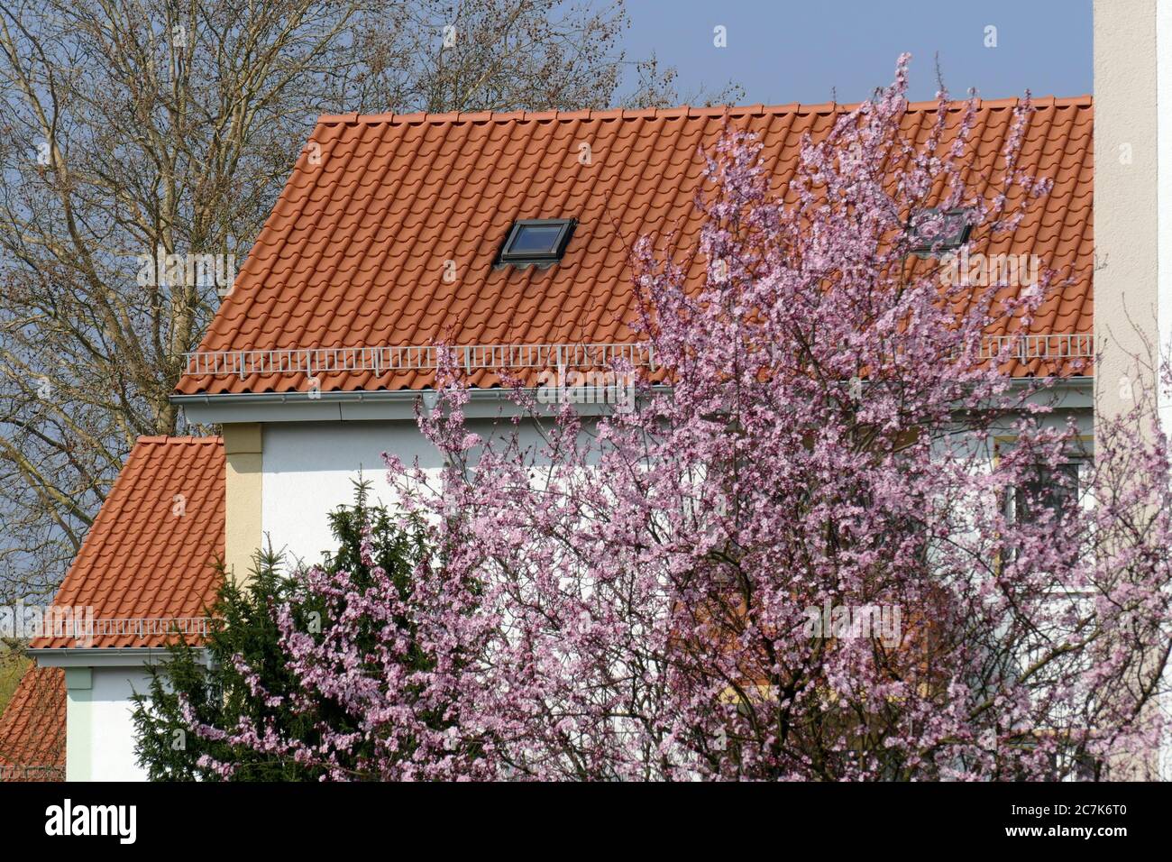 Modern, monotonous residential building, cherry blossom, Bremen ...