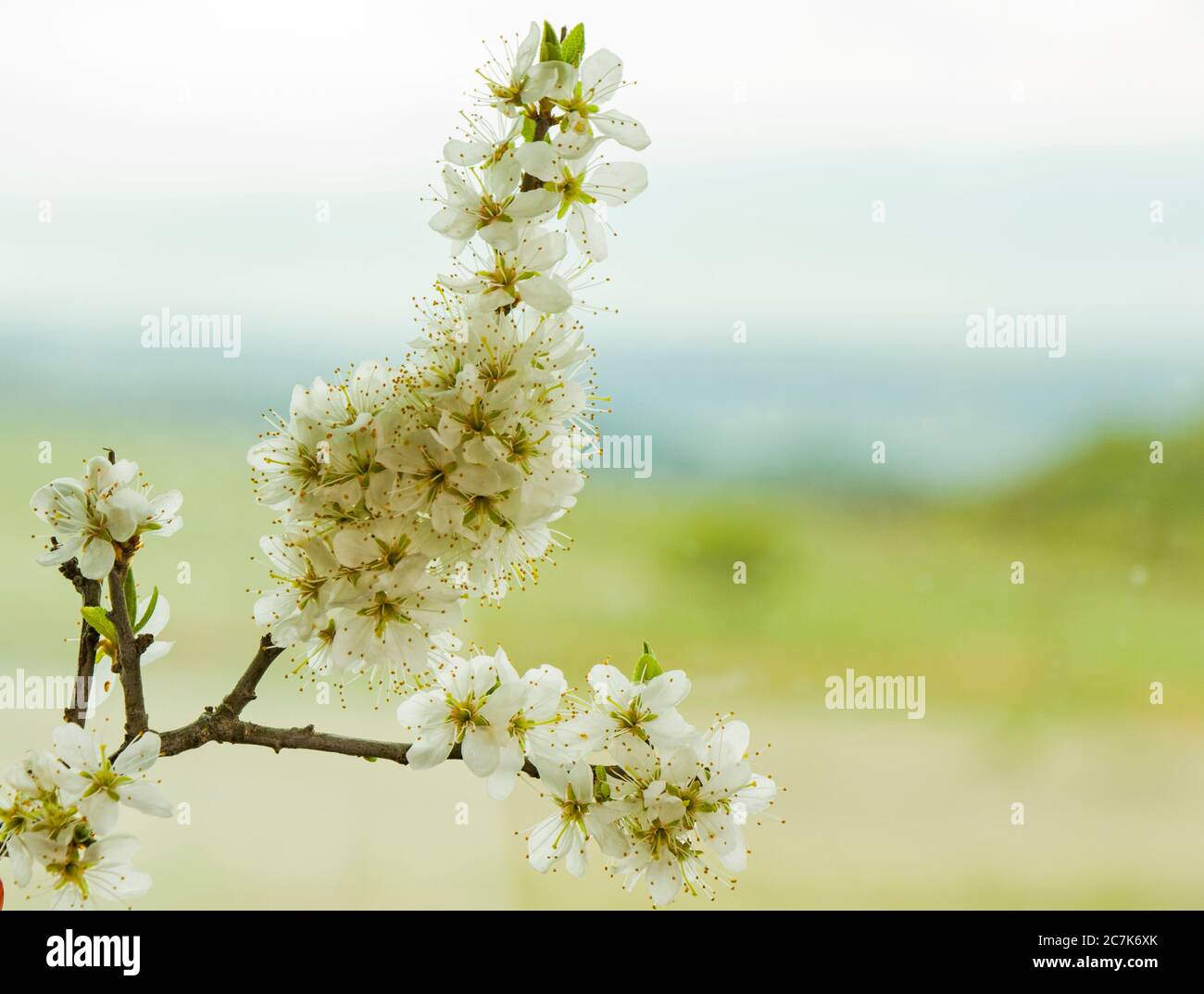 Spring tree white flower Stock Photo - Alamy
