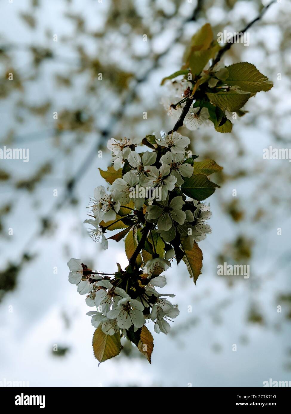 Wild cherry blossom tree hi-res stock photography and images - Alamy