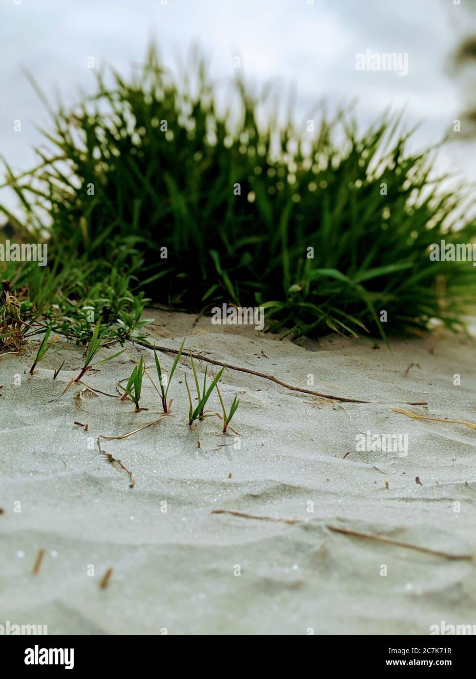 Tuft grass hi-res stock photography and images - Alamy