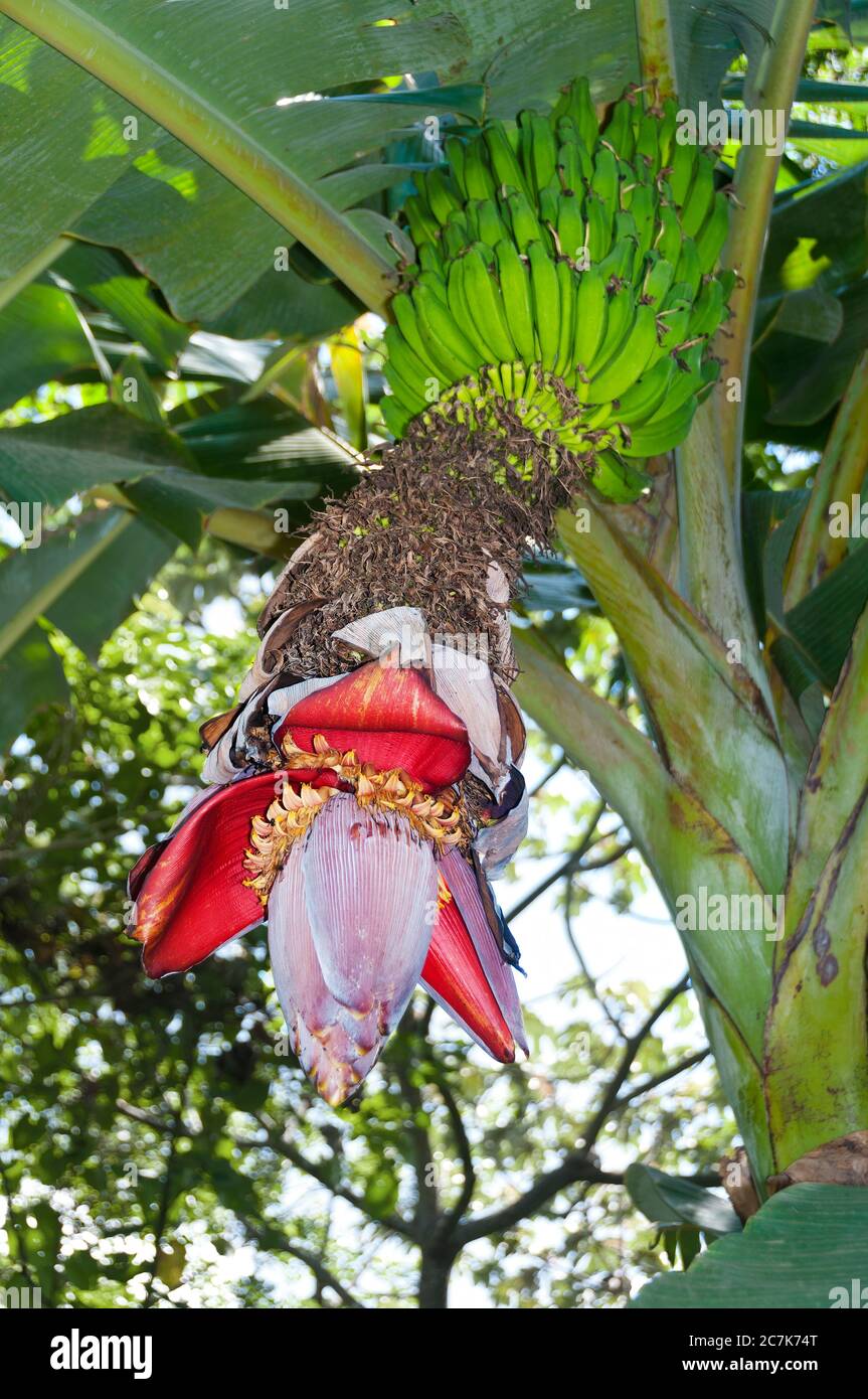 Banana tree with bunch of growing bananas, not yet ripe. Nicaragua ...