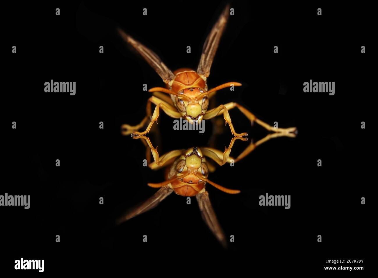 Indian wasp hi-res stock photography and images - Alamy