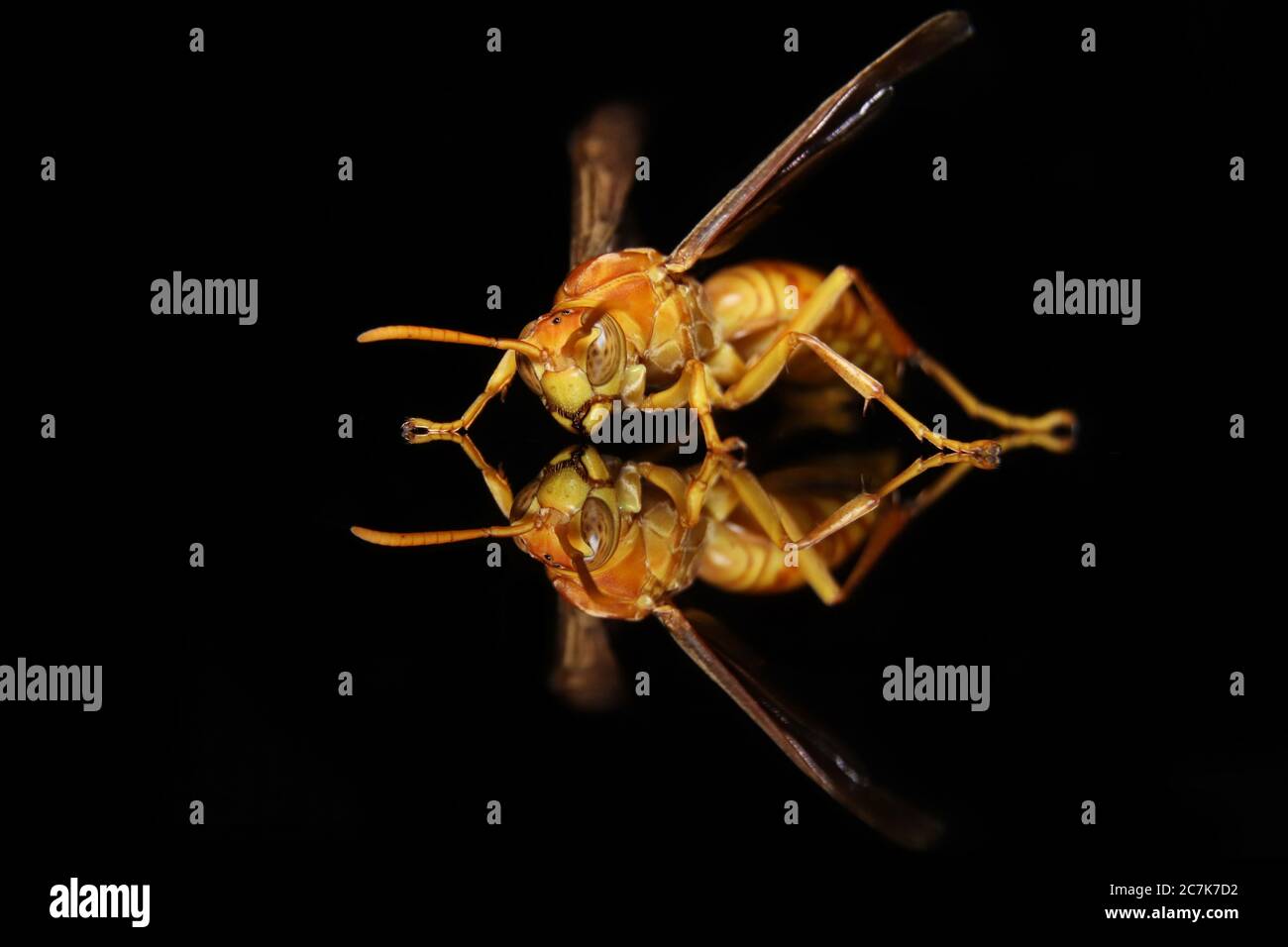 Indian wasp hi-res stock photography and images - Alamy