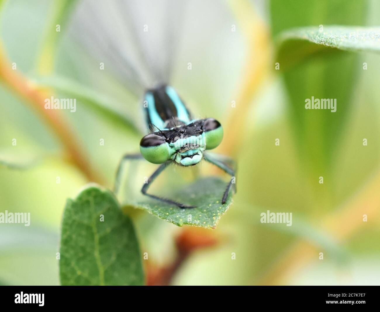 Damselfly face water hi-res stock photography and images - Alamy