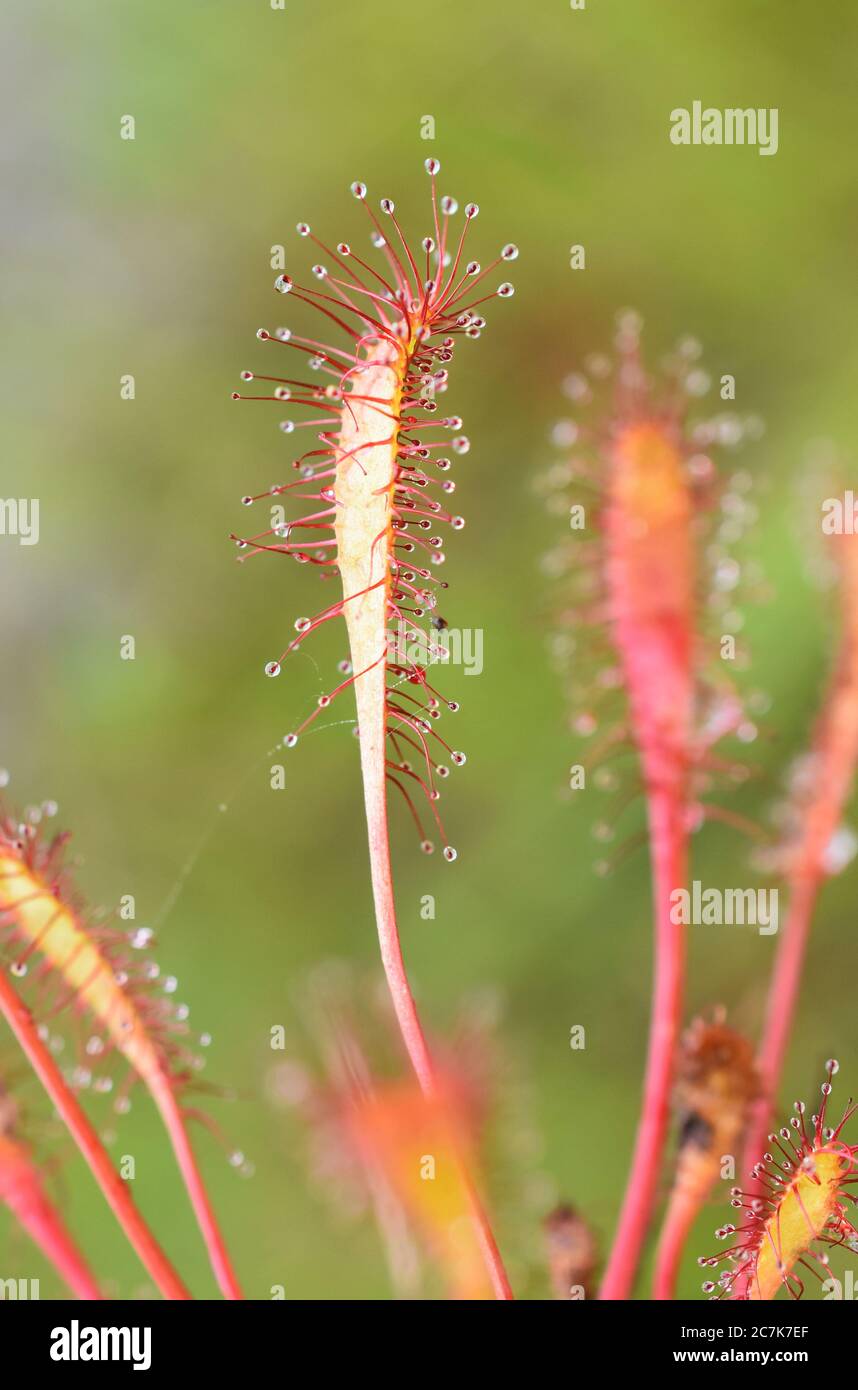 The sticky leaves of a Drosera anglica great sundew plant Stock Photo ...