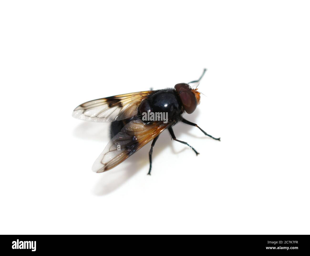 The hoverfly Volucella pellucens on white background Stock Photo - Alamy
