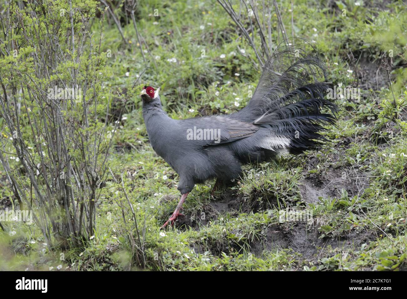 Blue Eared Pheasant (Crossoptilon auritum), Wanglang National Nature ...