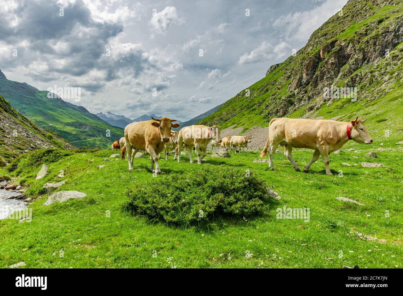 Mountain landscape with cows in the French Pyrenees, France Stock Photo ...