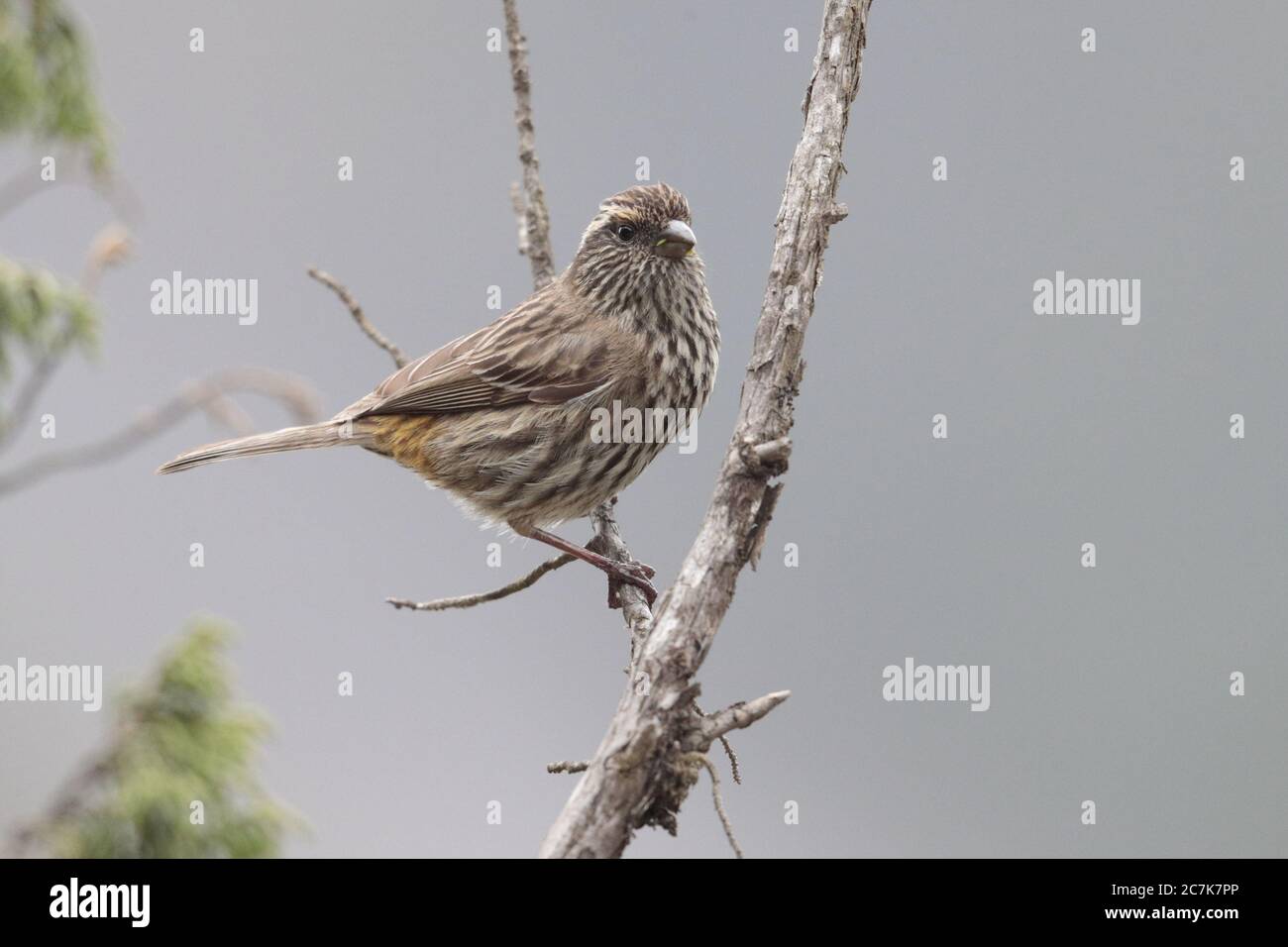 Chinese White-browed Rosefinch (Carpodacus thura), Wanglang National ...