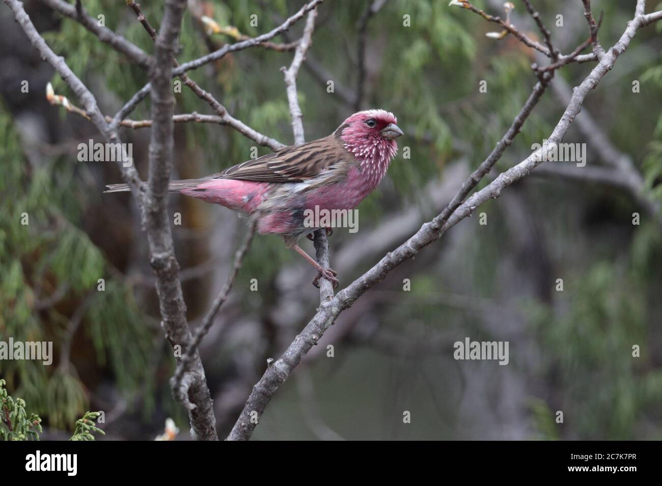 National animal of china hi-res stock photography and images - Alamy