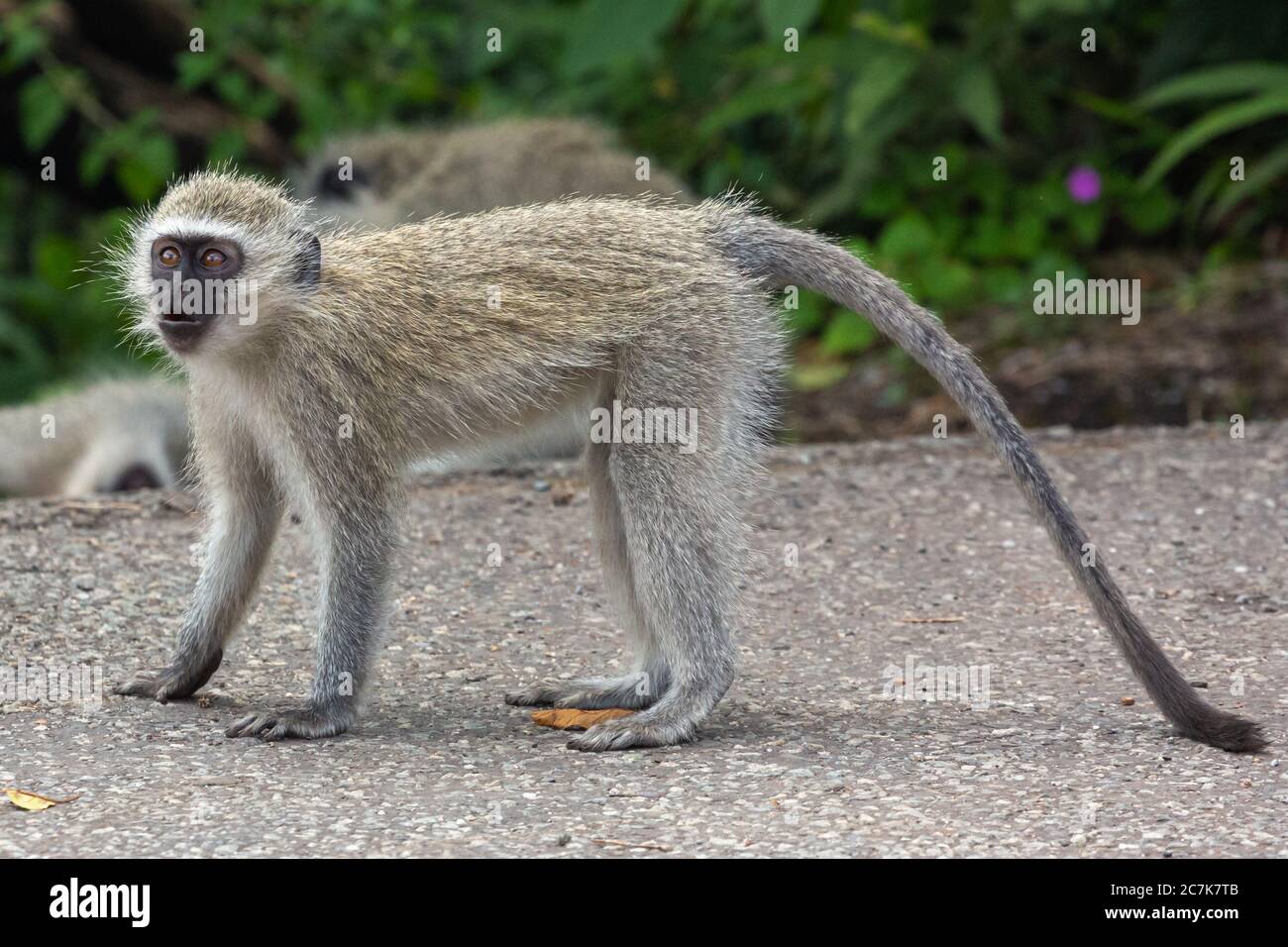 Vervet Monkey in Mpumalanga, South Africa Stock Photo - Alamy
