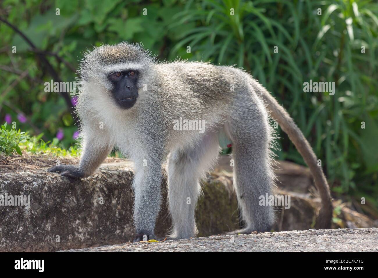 Afrika vervet monkey hi-res stock photography and images - Alamy