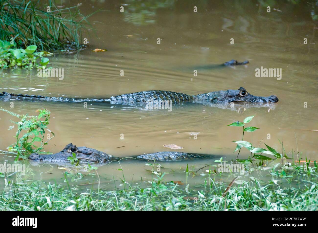 Crocodiles swimming in the muddy river at Puerto Limon, Costa Rica ...