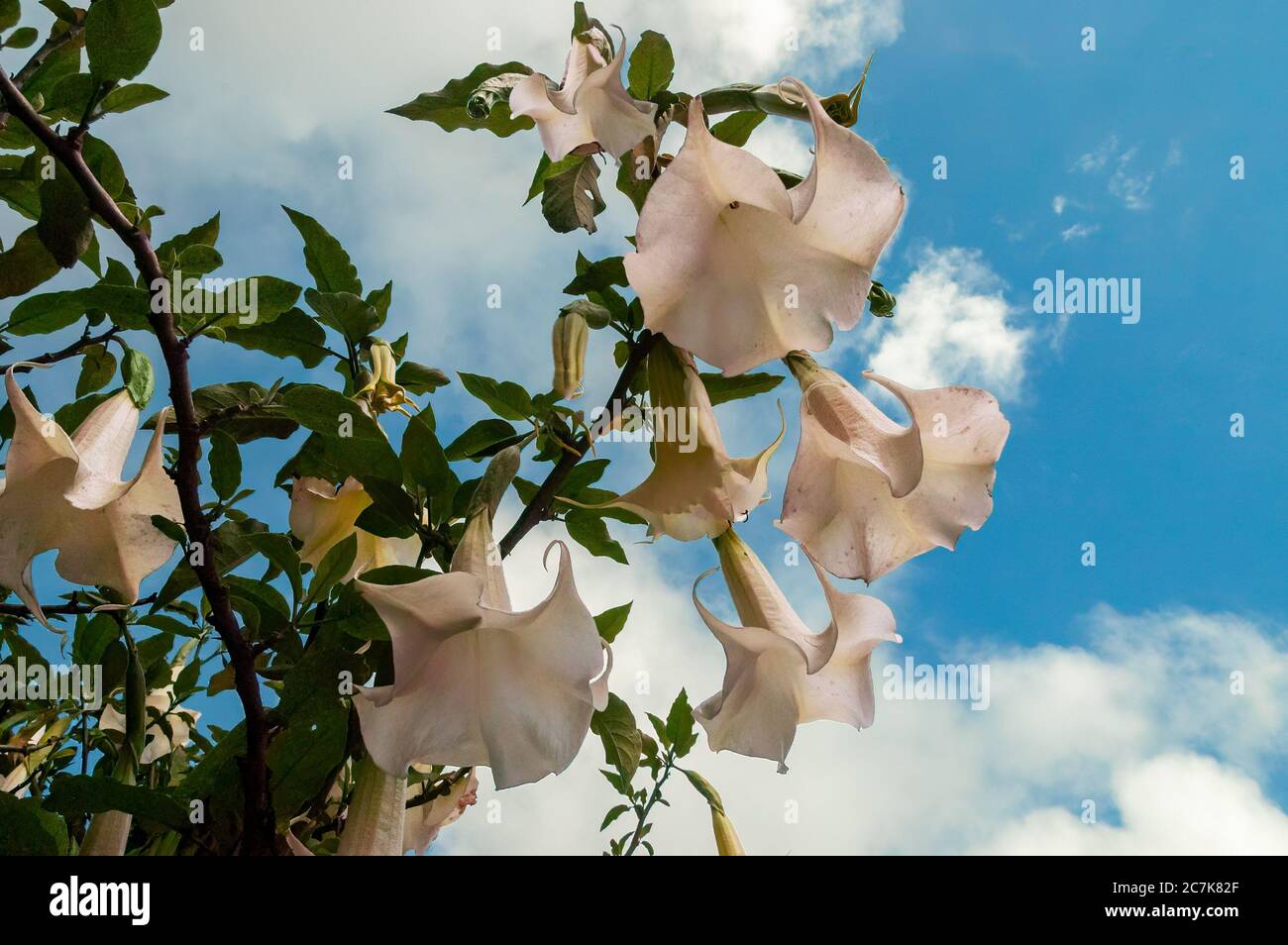 Angels trumpet bell plant tree hi-res stock photography and images - Alamy