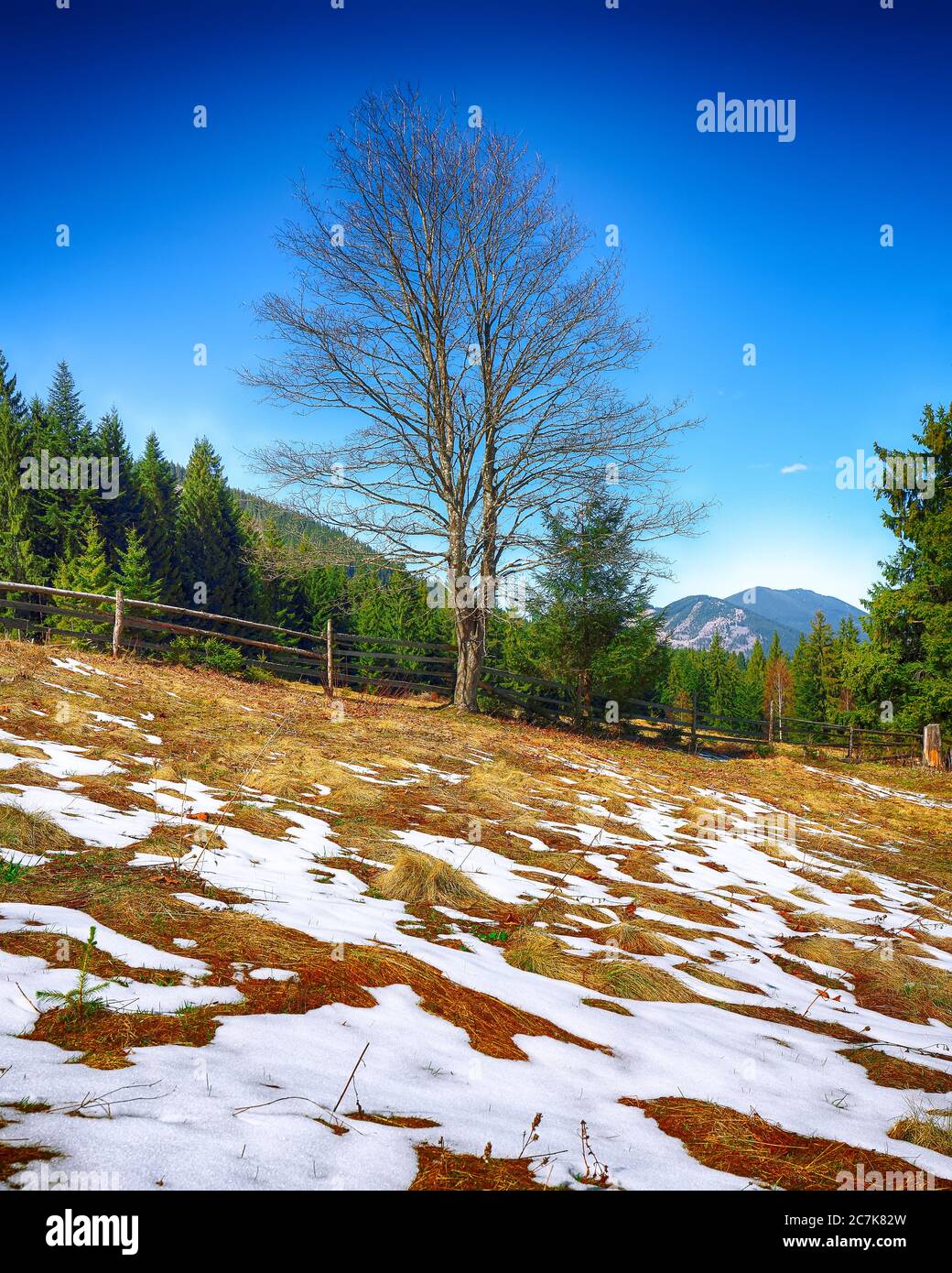 Spring mountain landscape with snow and fir forest. Dramatic sky on the ...