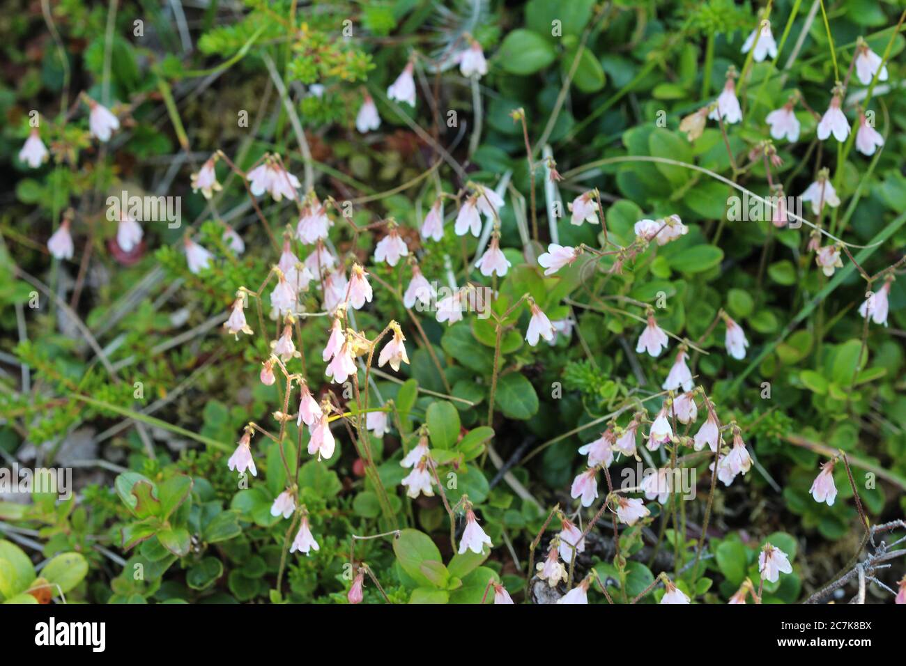 Linnea Borealis High Resolution Stock Photography and Images - Alamy